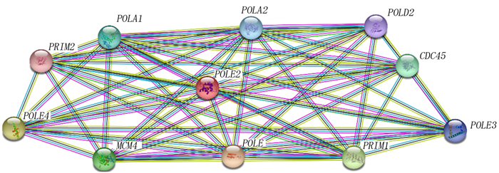 POLE2 在肺腺癌组织中表达及其生物信息学分析