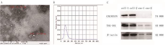 低氧处理的hAMSCs外泌体对巨噬细胞M1/M2分型影响及其分子机制