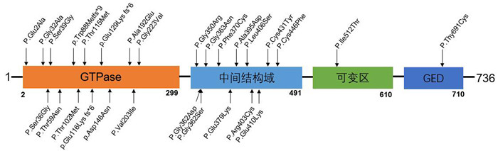 DNM1L 基因新变异致EMPF1 1例临床表型和遗传学分析